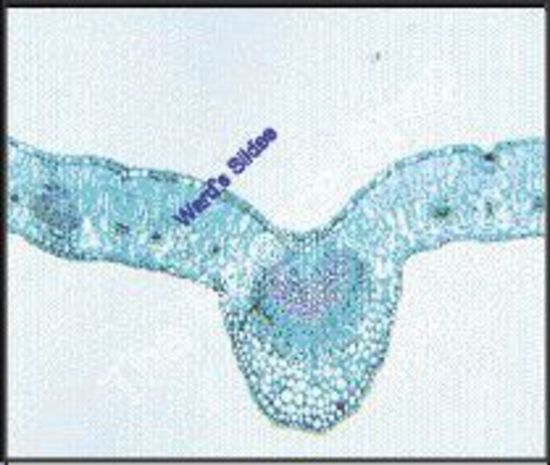 Liqustrum privet Leaf (cs) Typical dicot leaf - Leaves - Prepared ...