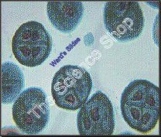 Lilium Anther Pollen Tetrads (cs) QS - Plant Reproduction - Prepared ...