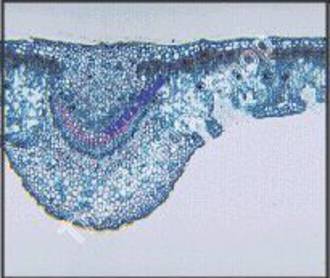 Nerium Leaf (cs) - Leaves - Prepared Microscope Slides - The Science Shop