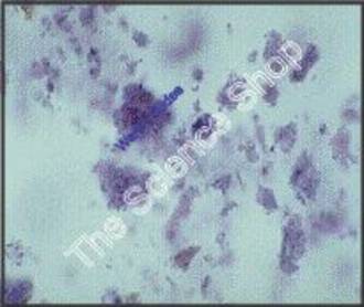 Giardia Lamblia (wm) - Protists - Prepared Microscope Slides - The ...