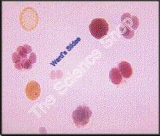 Starfish Development - Zoology - Prepared Microscope Slides - The ...