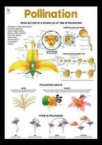 Seed Dispersal - Poster - Posters - The Science Shop